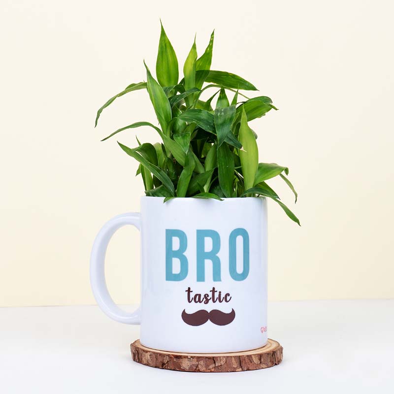 Send Beautiful Bro Mug with Lucky Bamboo Plant Online - GAL23-111100 ...